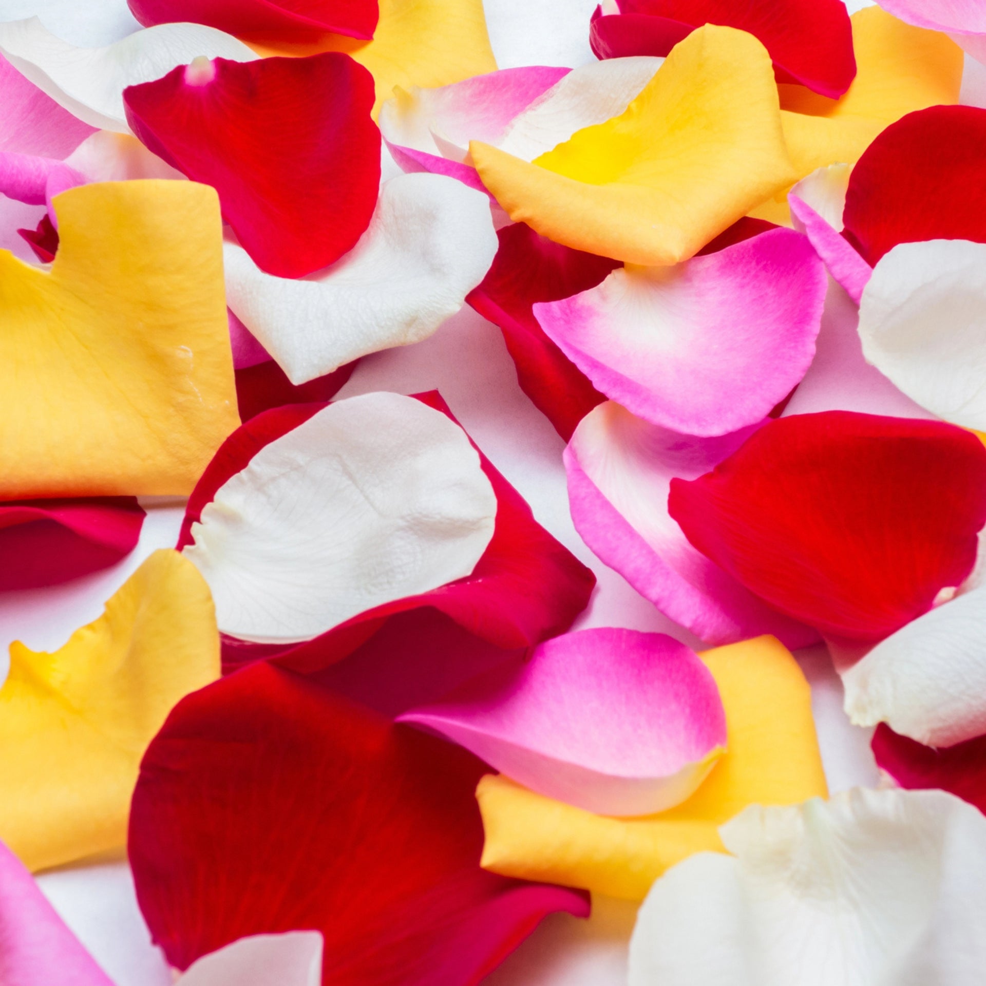 Fresh rose petals - Where to buy real rose petals - Flower Explosion
