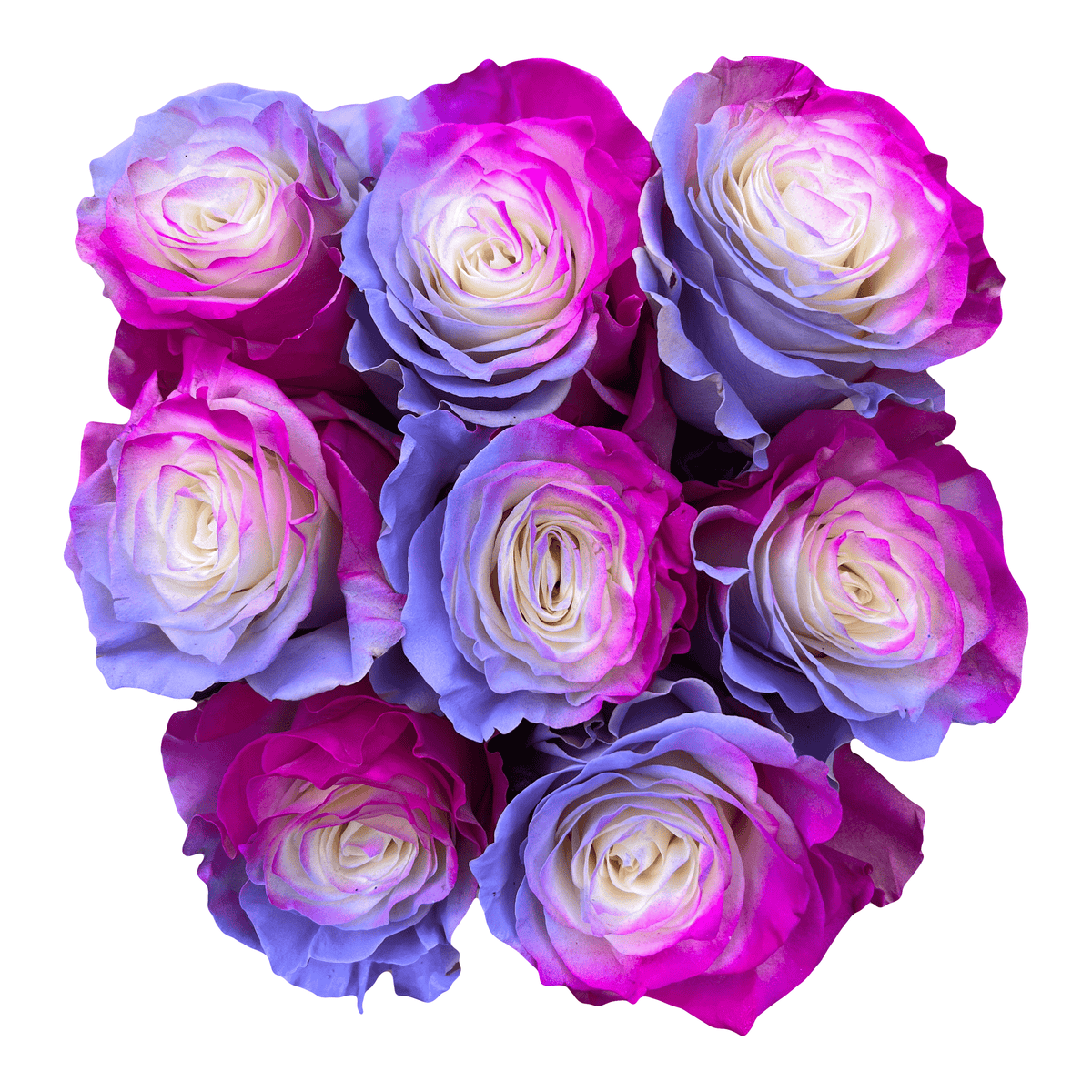 Opal Roses – Flower Explosion