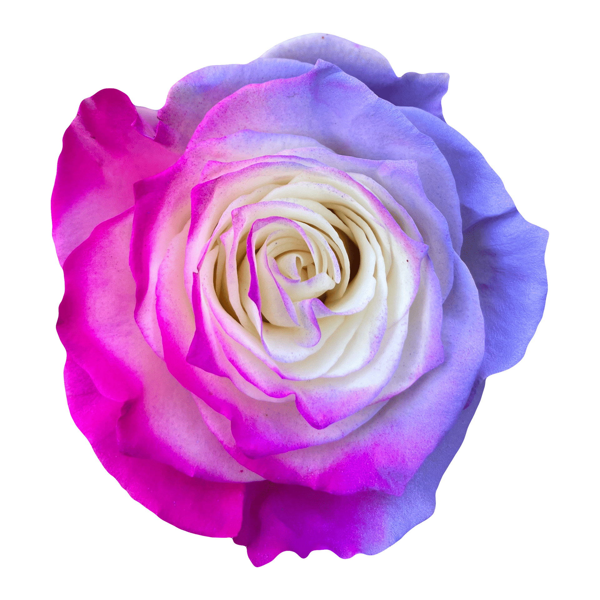 Opal Roses – Flower Explosion