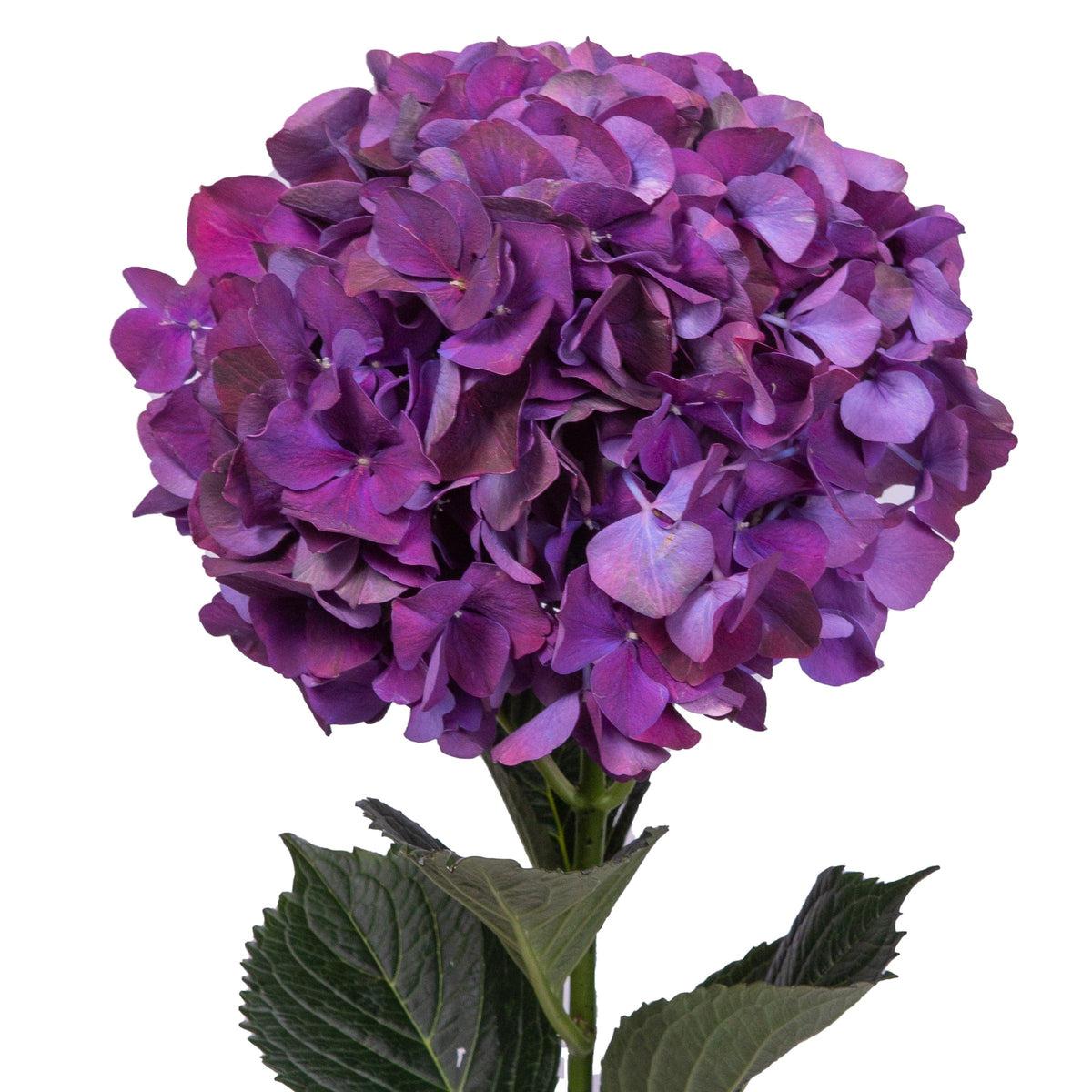 Bulk Purple Hydrangea | Natural Hydrangea – Flower Explosion