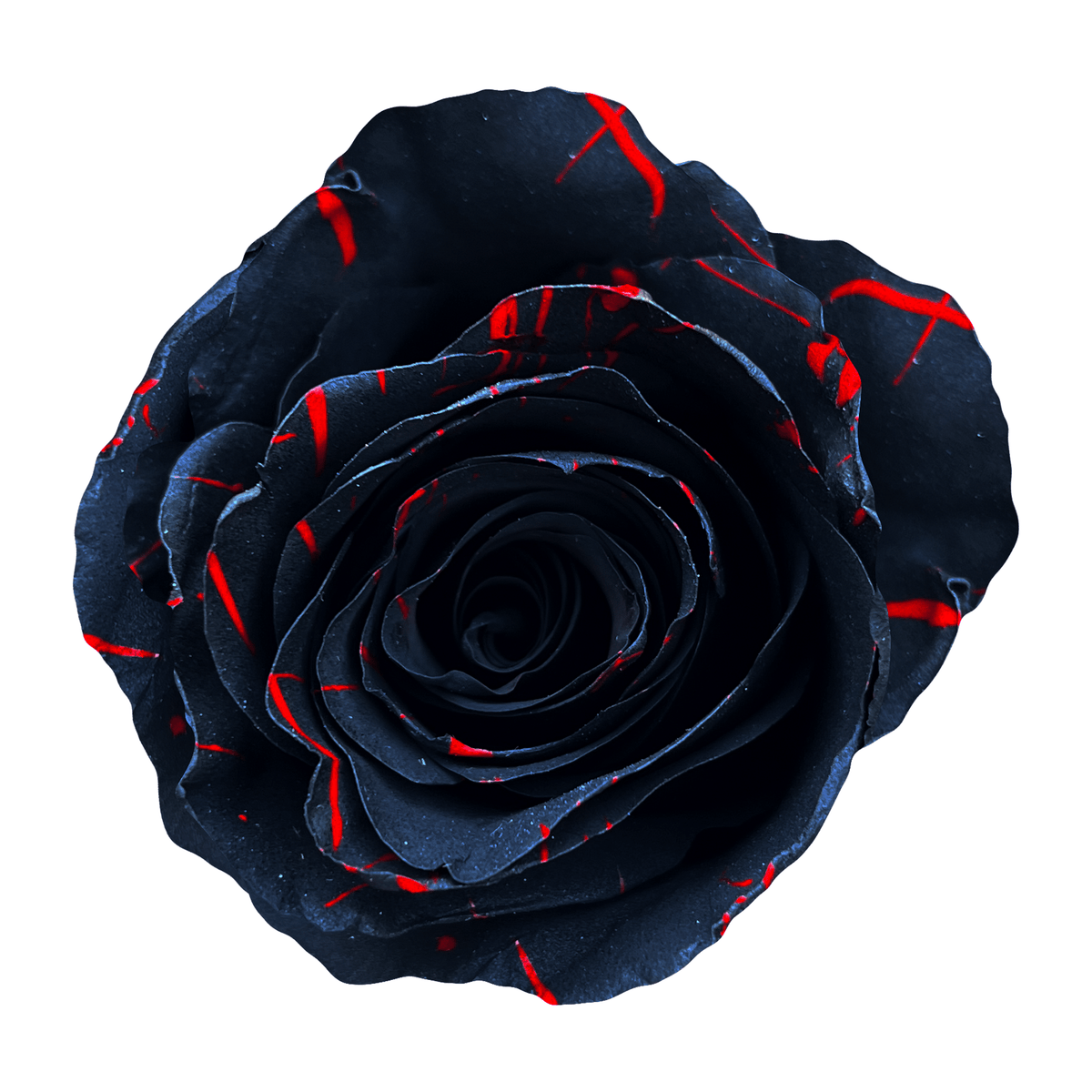 Red Stripe Night – Flower Explosion