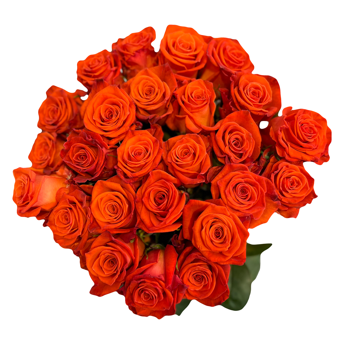 Santana Roses - True Orange Blooms – Flower Explosion