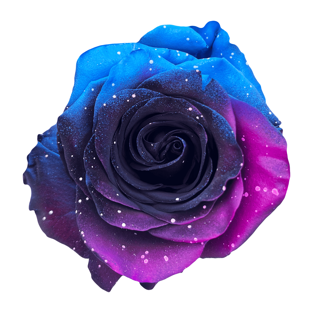 Starry Galaxy Roses – Flower Explosion