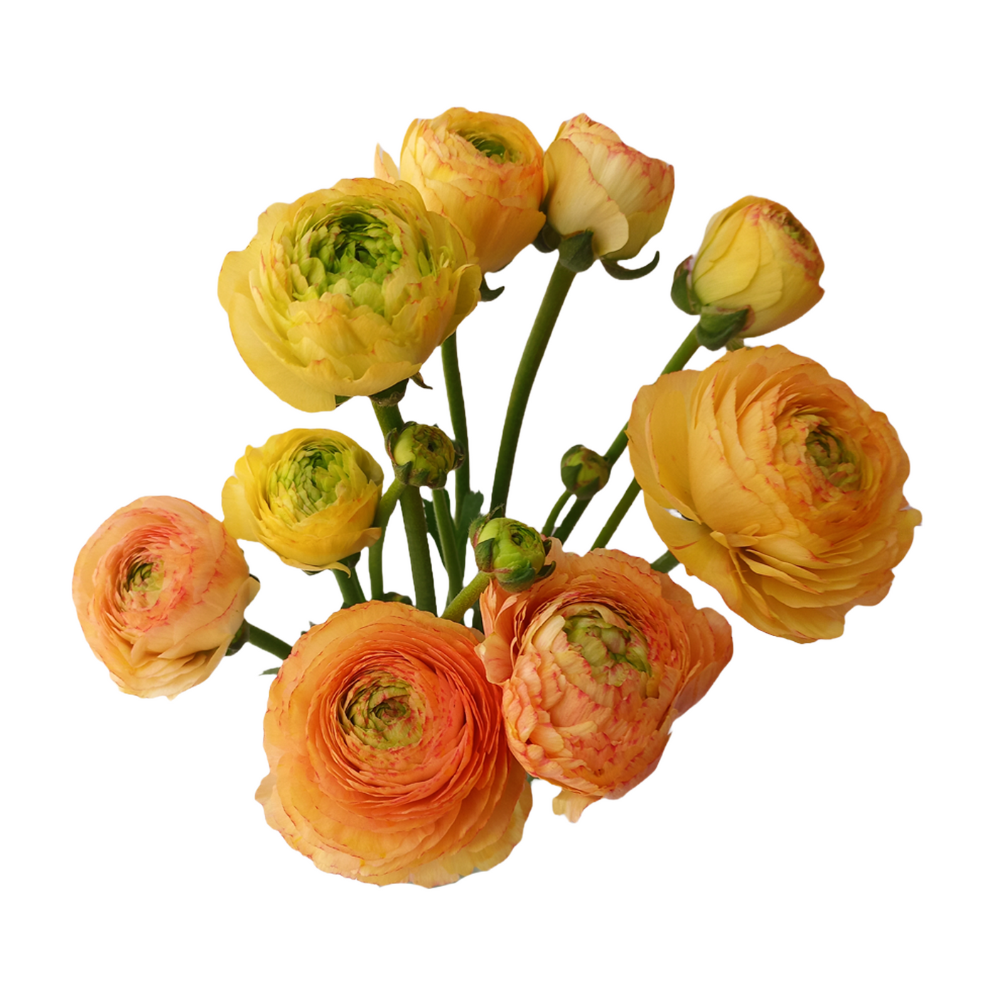 Peach Tuareg Clooney Ranunculus Success | Flower Explosion
