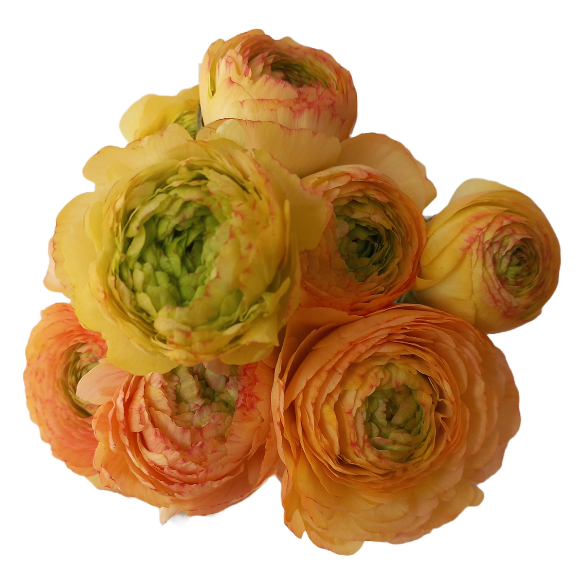Peach Tuareg Clooney Ranunculus Success | Flower Explosion