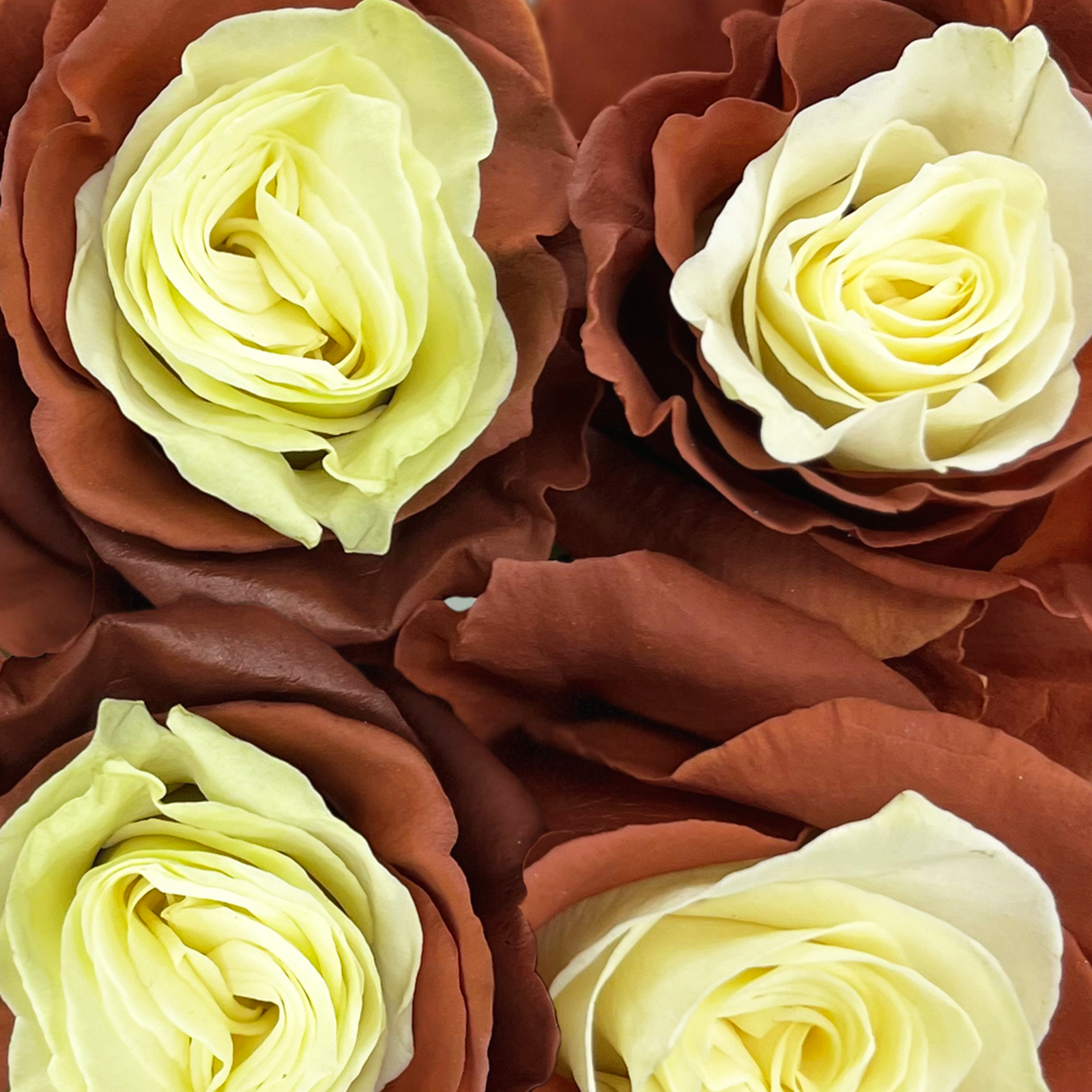 Chocolate Vanilla Roses - Flower Explosion