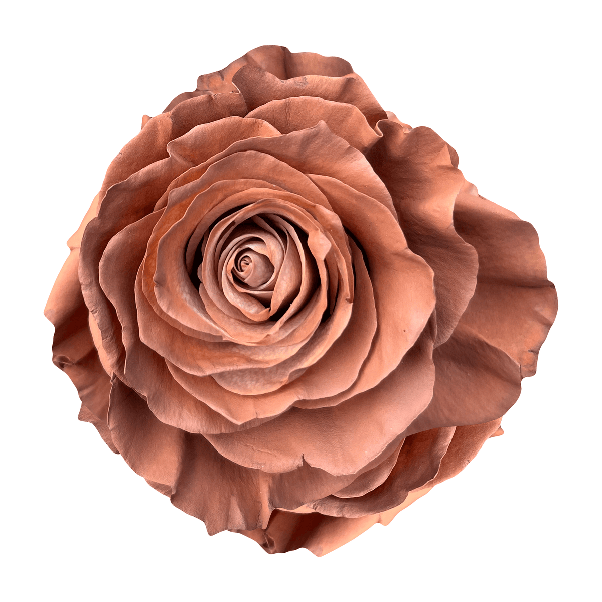 Walnut – Flower Explosion
