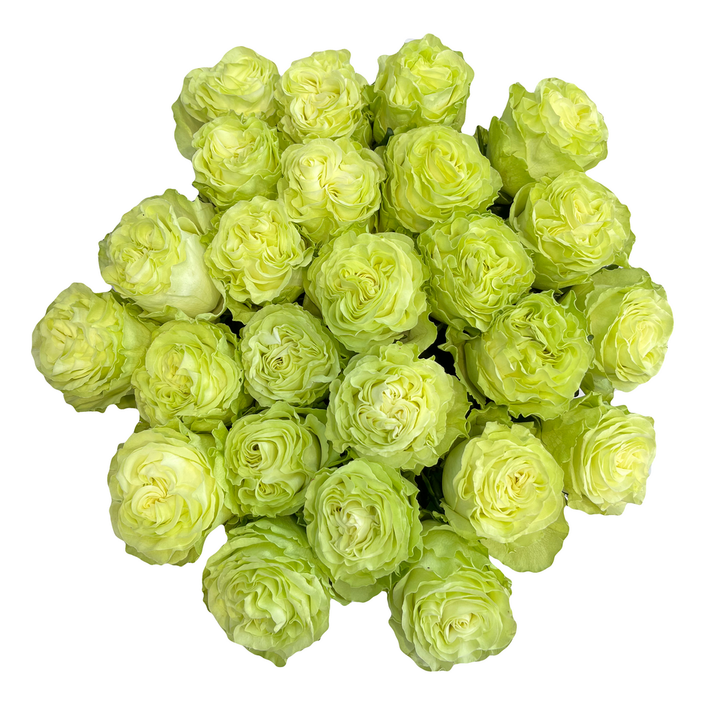Wasabi Fresh Green Roses – Flower Explosion