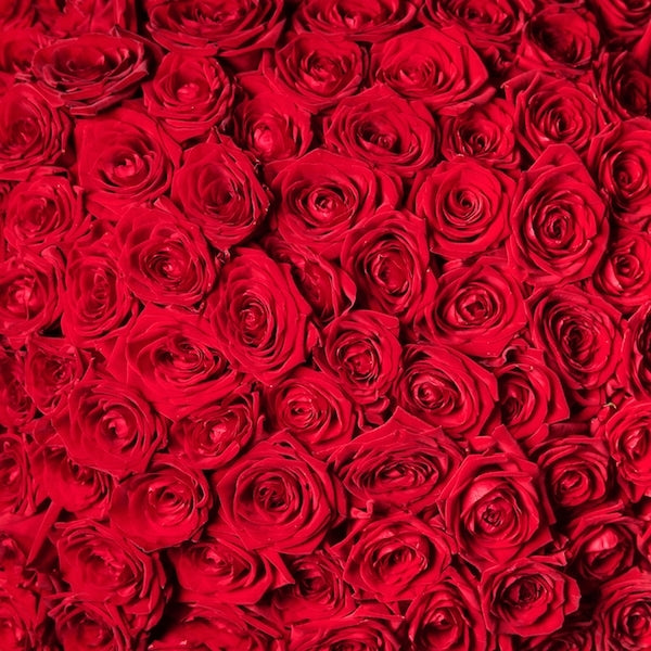 100 Red Roses – Flower Explosion