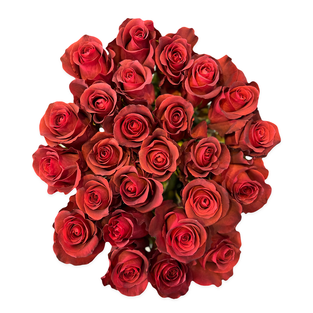 Magnificent Matilda Roses - Cranberry Red Brown – Flower Explosion