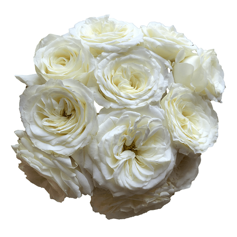 Alabaster - White Garden Roses | Flower Explosion Online