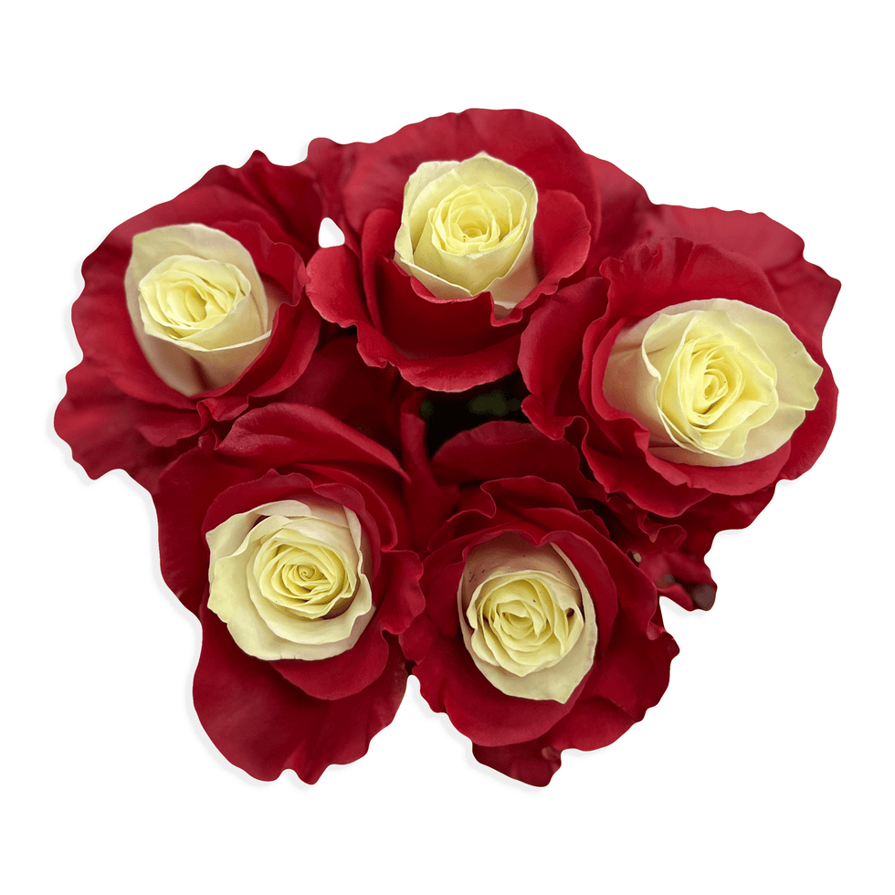Allegro Roses - White Center Red Outer Petals - Flower Explosion