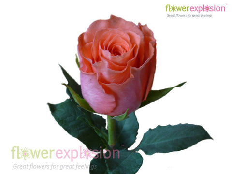 Amsterdam Rose | Salmon Roses | Coral Roses – Flower Explosion