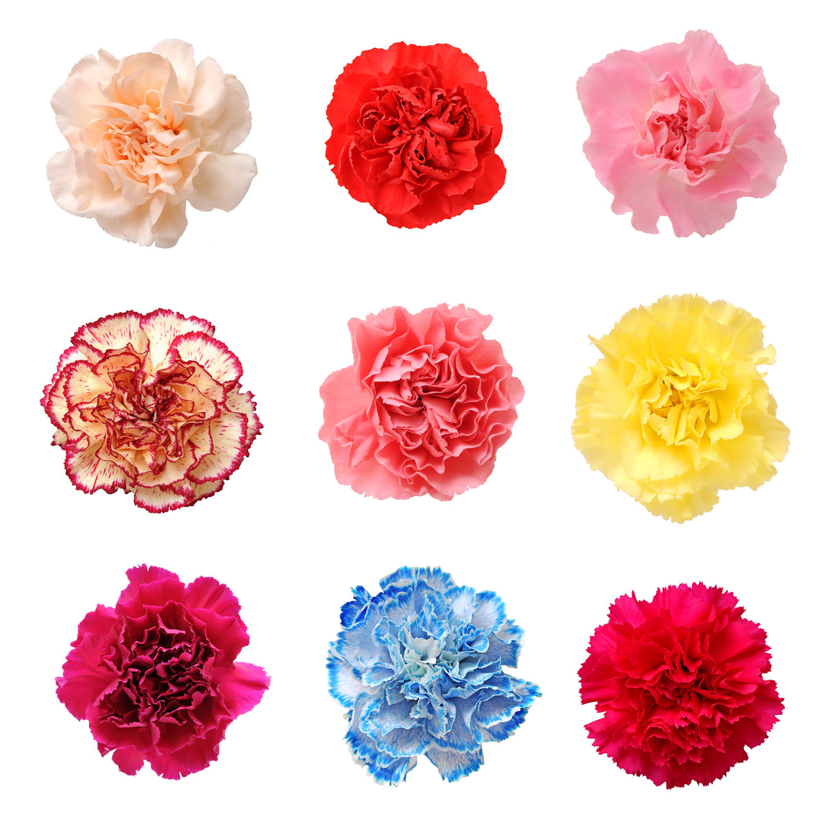 Mixed Carnations – Flower Explosion