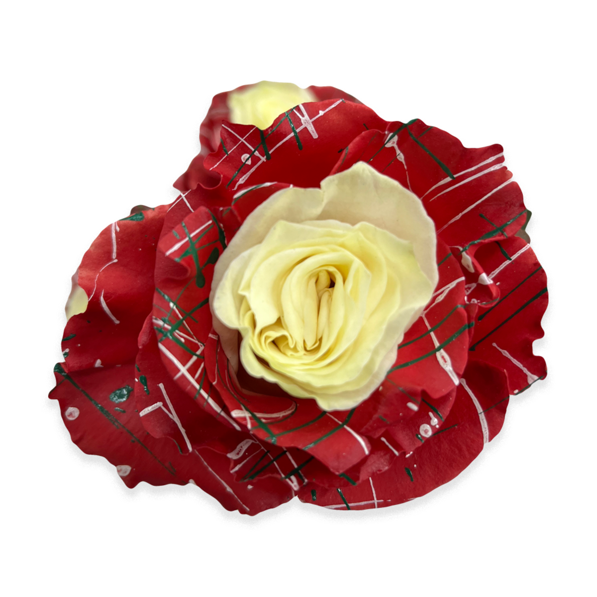 Candy Cane Roses - Flower Explosion