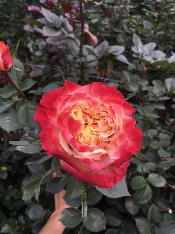 Carnival Bicolor Rose - Flower Explosion