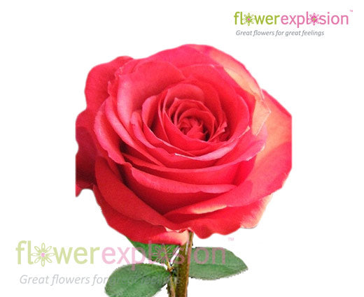 Cherry Oh Rose | Hot Pink Roses | Bulk Pink Roses – Flower Explosion