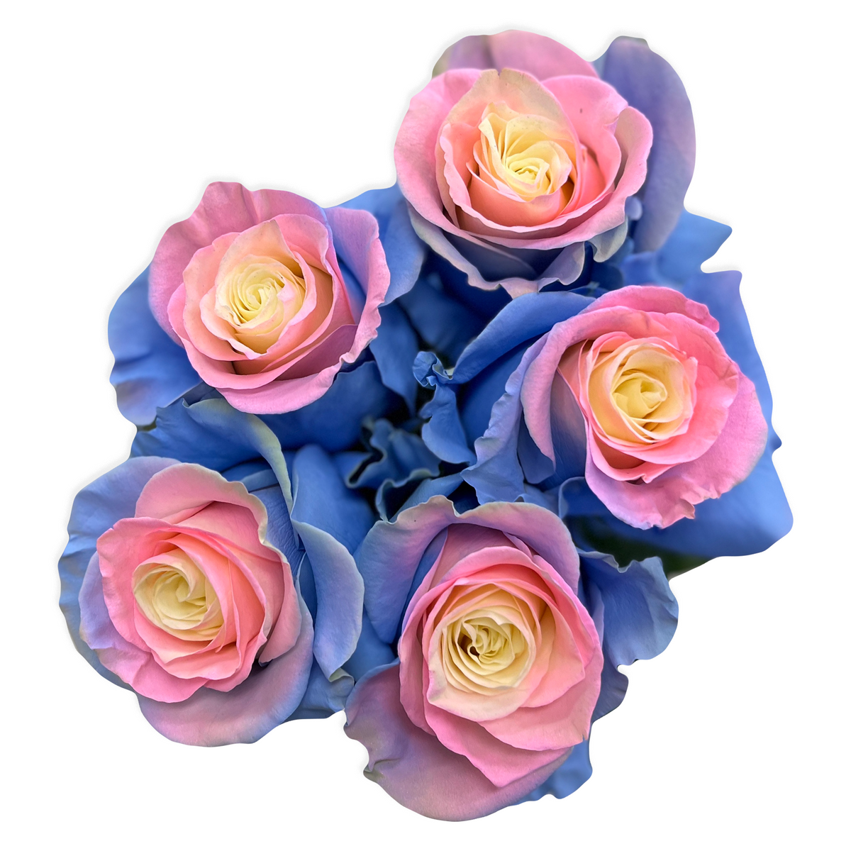 Cinderella Roses - Flower Explosion