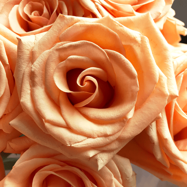 Cumbia Peach Rose - Online Flower Delivery | Flower Explision – Flower ...