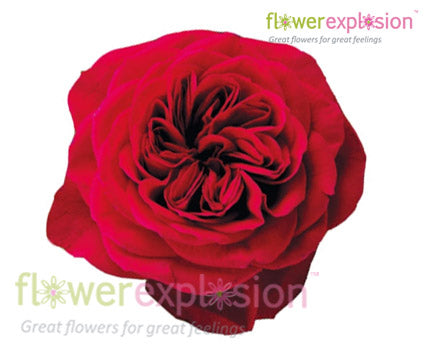 Darcey Red English Rose | David Austin – Flower Explosion