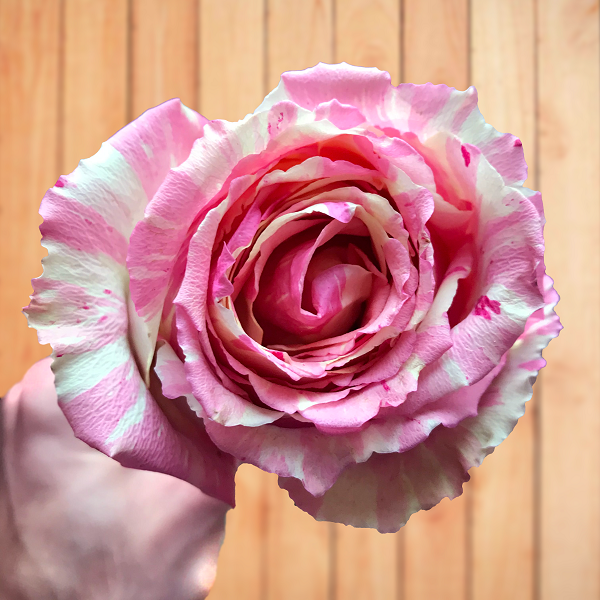 Fiesta Rose - Bicolor Pink and Yellow Roses | Flower Explosion Online