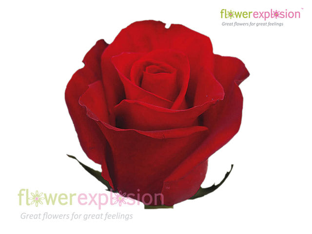 3 to 4 Foot Red Roses – Flower Explosion