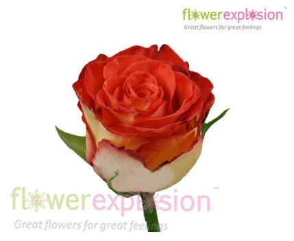 High Society Rose | Red & Cream Rose | Fresh rose – Flower Explosion