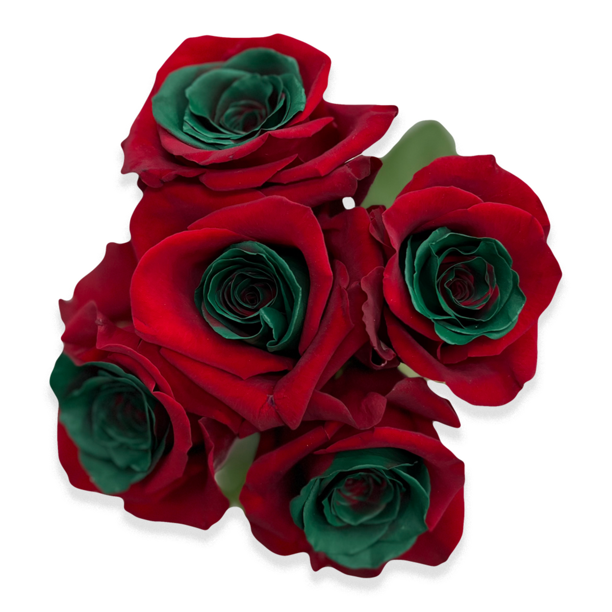 Jolly Elf Green Center Red Petal Roses - Flower Explosion