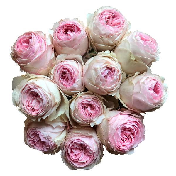 Mansfield Park | Blush Garden Roses - Online Flowers – Flower Explosion