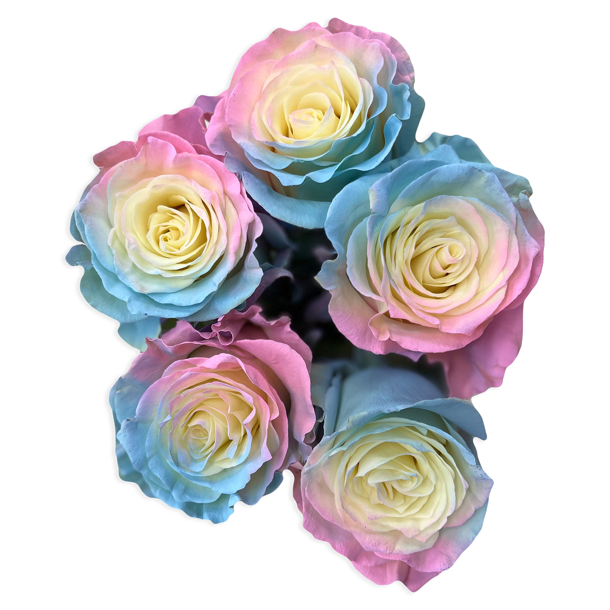 Mermaid Roses - Flower Explosion