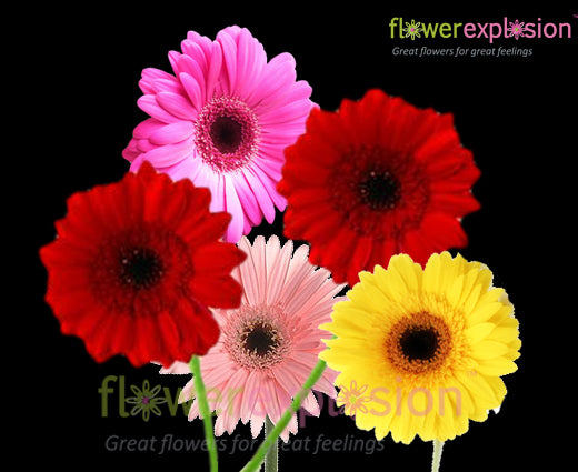 Mixed Colors Mini Gerbers – Flower Explosion