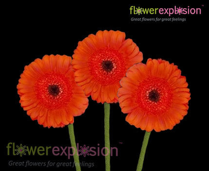 Orange Mini Gerberas – Flower Explosion