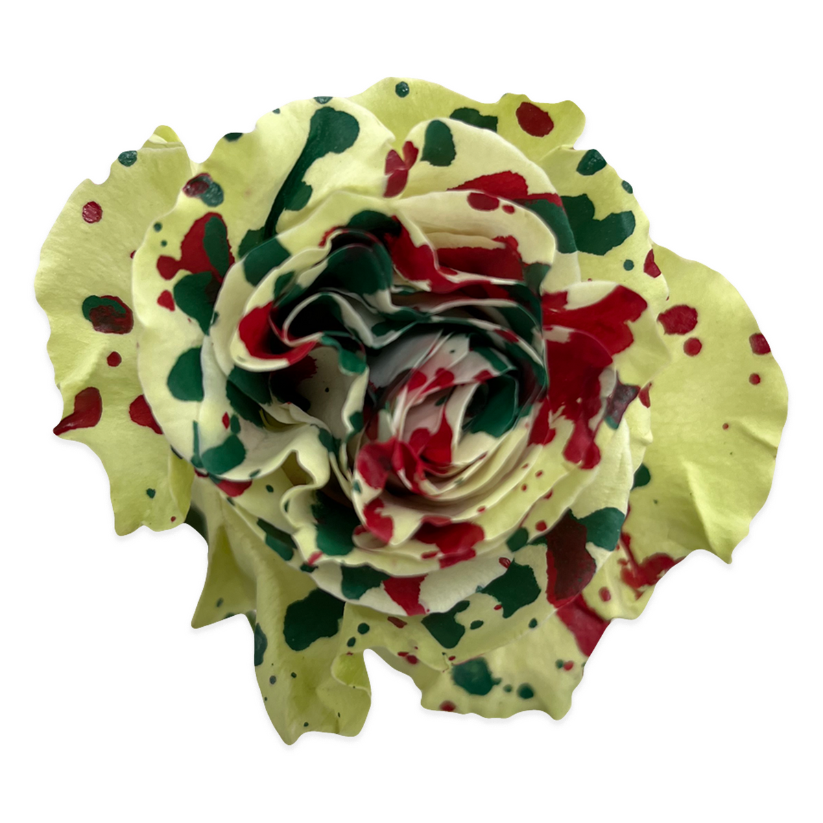 Picasso Xmas Spotted Roses - Flower Explosion