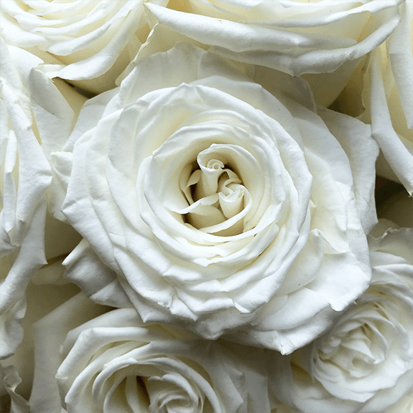 Playa Blanca Roses | Fresh From The Farm To Your Door – Flower Explosion