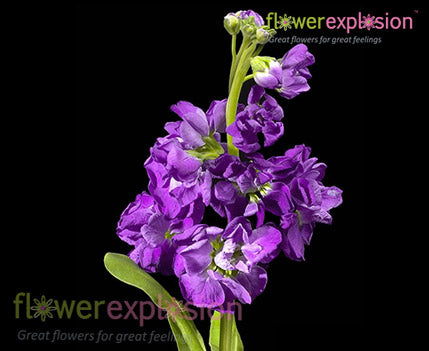 Purple Stock – Flower Explosion