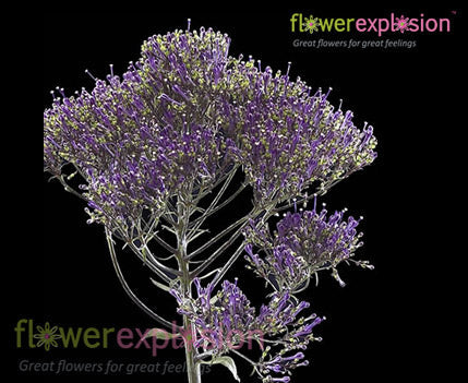 Purple Trachelium – Flower Explosion