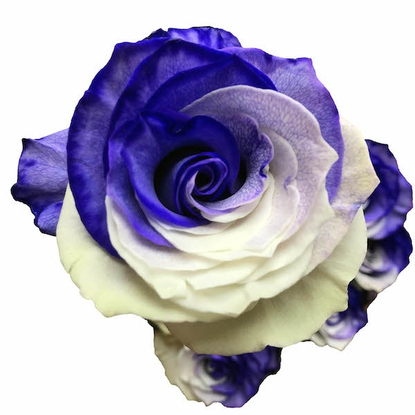 Tinted Purple & White Roses – Flower Explosion