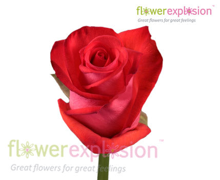 Raphaela Dark Pink Rose | Dark Pink Roses | Bulk Pink Roses – Flower ...
