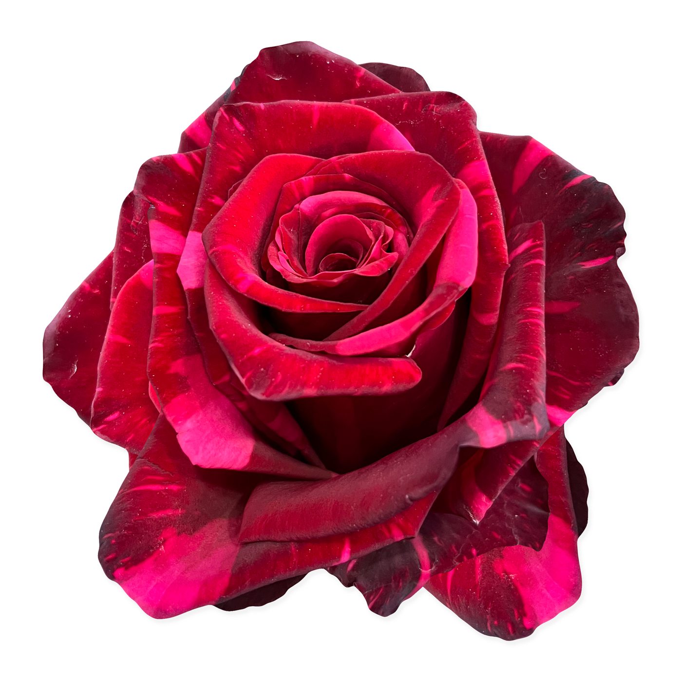 Red Panther Exotic Roses - Farm Direct Delivery - Flower Explosion