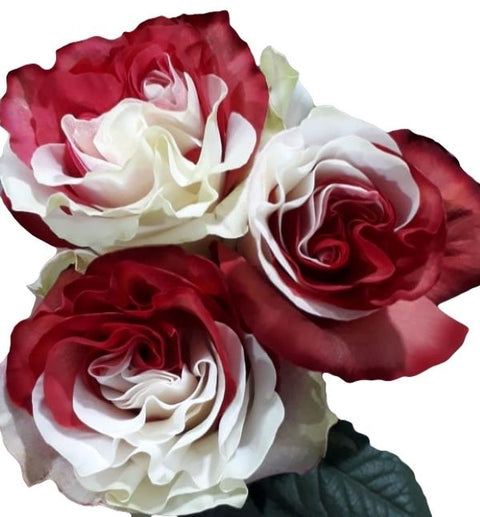 Red and White Tinted Roses - Bicolor Roses Online | Flower Explosion