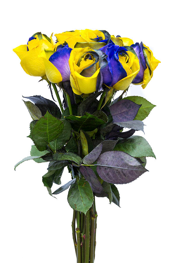 Buy Purple and Yellow Tinted Rose Flowers Wholesale Online @ Flower ...