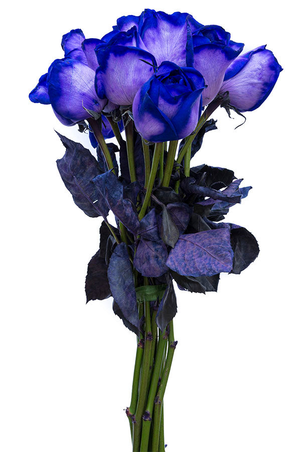 Tinted Purple Roses | Purple Roses for Sale – Flower Explosion
