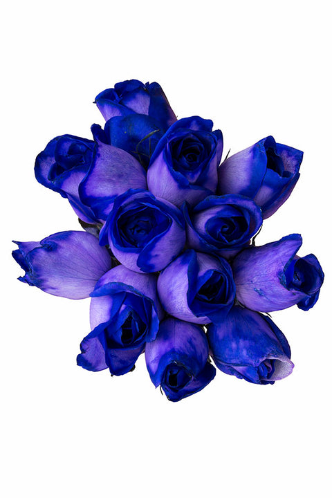 Tinted Purple Roses | Purple Roses for Sale – Flower Explosion
