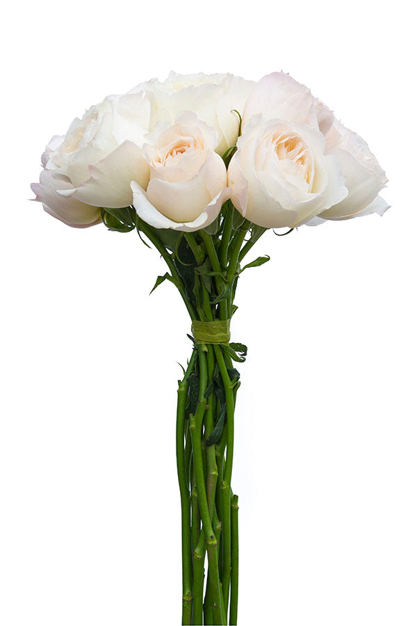 Classic Woman Cream Garden Roses for Wedding Wholesale – Flower Explosion