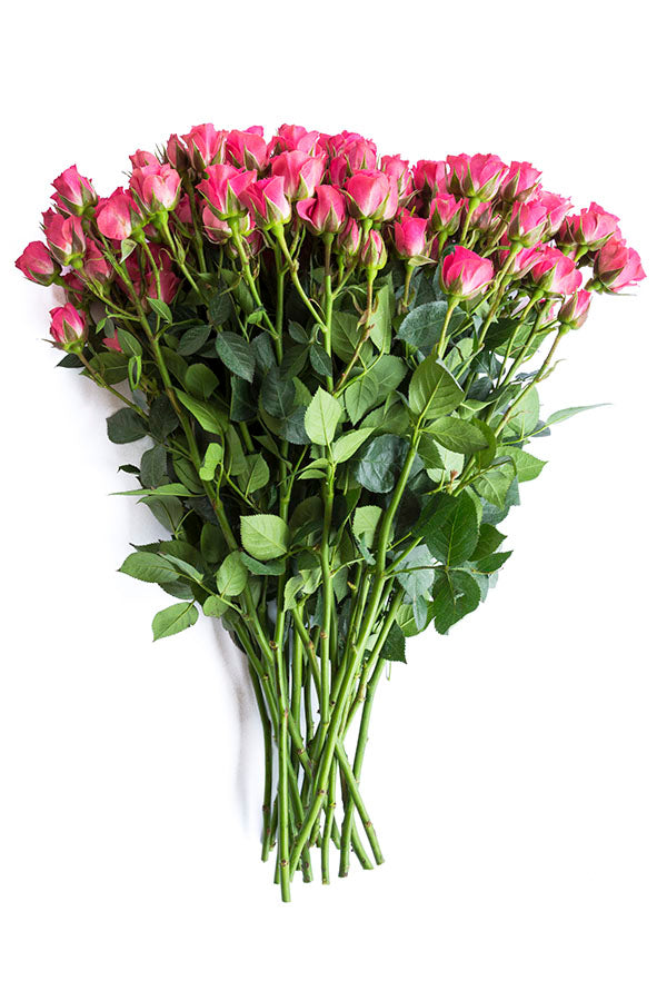 Hot Pink Spray Roses – Flower Explosion