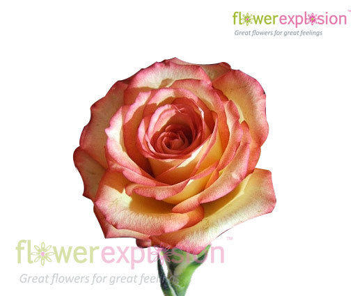Tabasco Rose | Cream & Pink Rose | Wedding rose – Flower Explosion