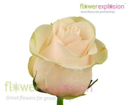 Talea Rose | Bulk Cream Roses | Wedding Cream Roses – Flower Explosion