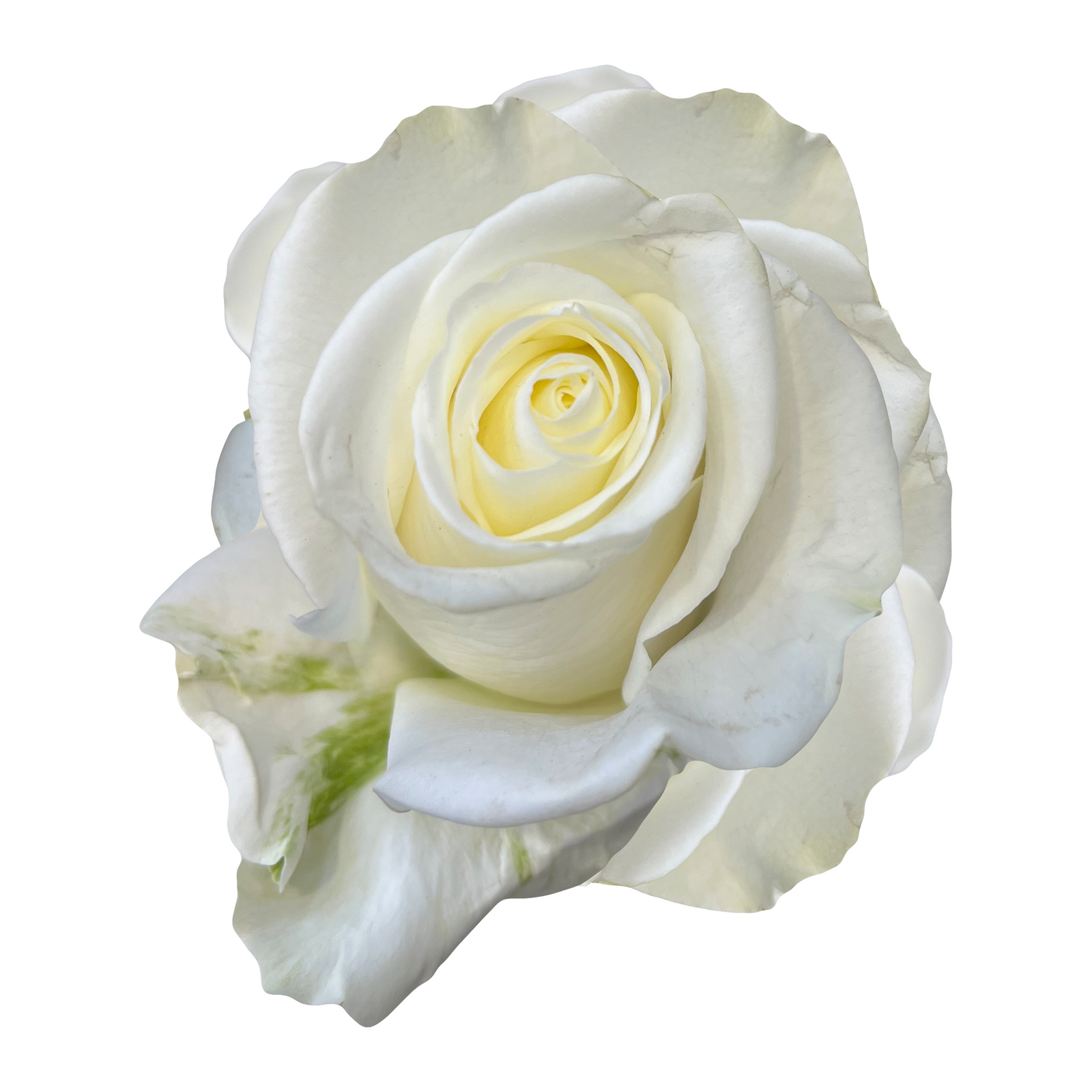 Tibet Ivory Cream White Rose Bulk Online For Weddings & Events @ Flower ...