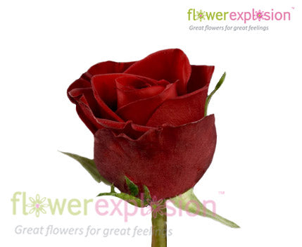 Tinto Rose | Tinto Red Rose | Red Wedding Rose – Flower Explosion