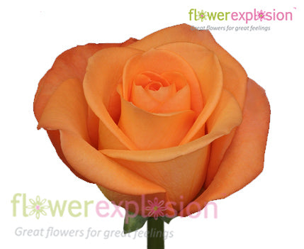 Tropical Amazone | Orange Rose | Bulk Orange Roses – Flower Explosion
